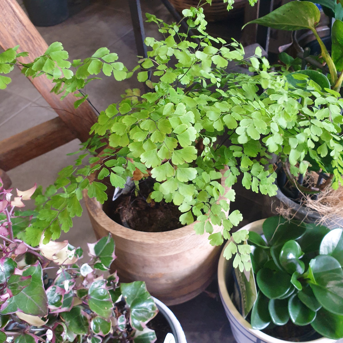 Adiantum fragans Maidenhair Fern – pod&seed online