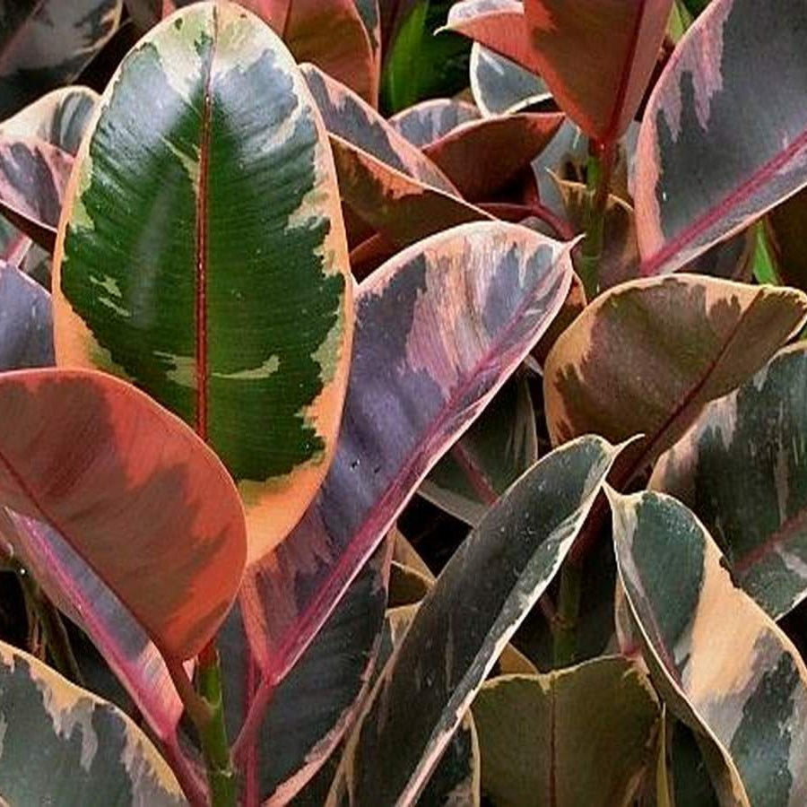 Ficus Ruby – pod&seed online