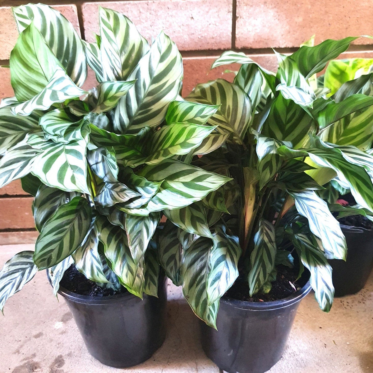 Calathea Freddy – pod&seed online