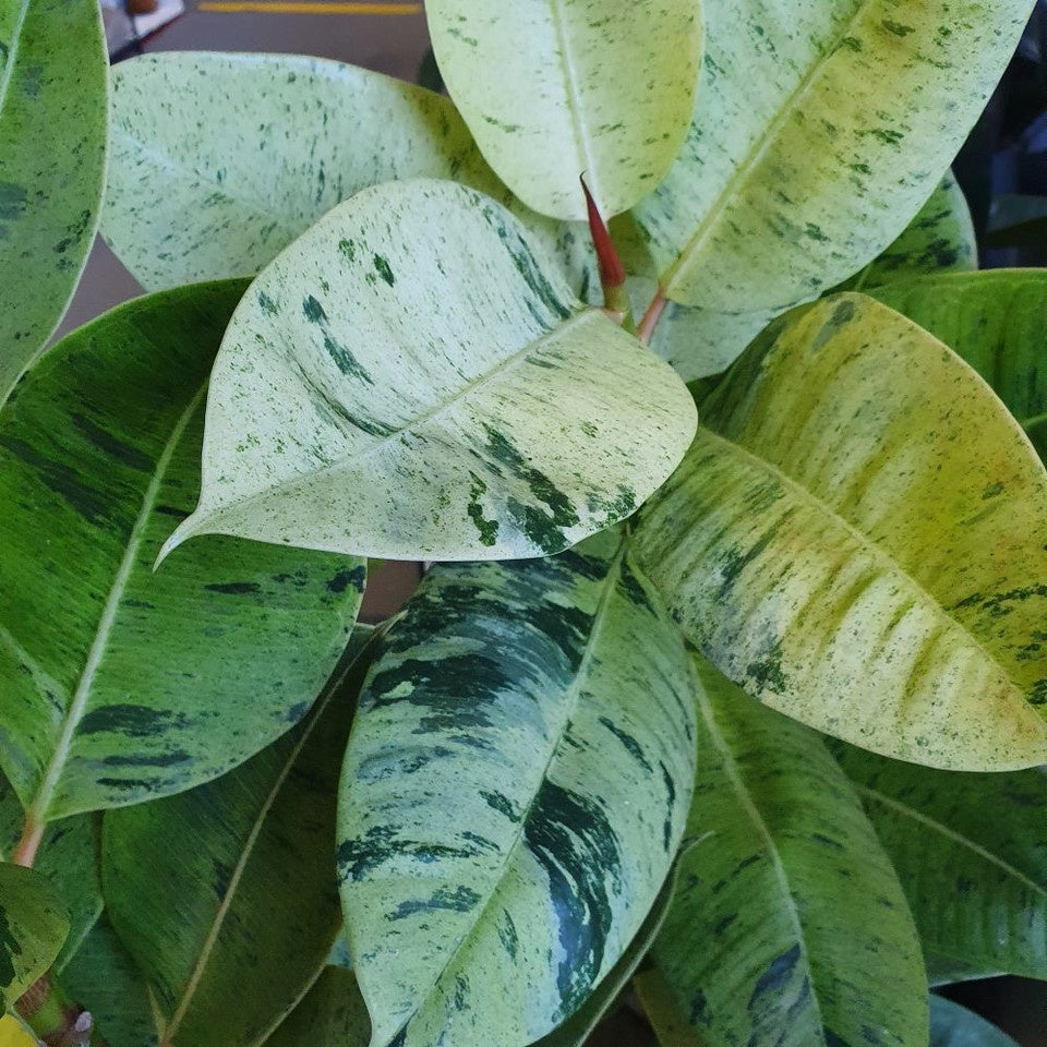 Ficus Elastica Shivereana – pod&seed online
