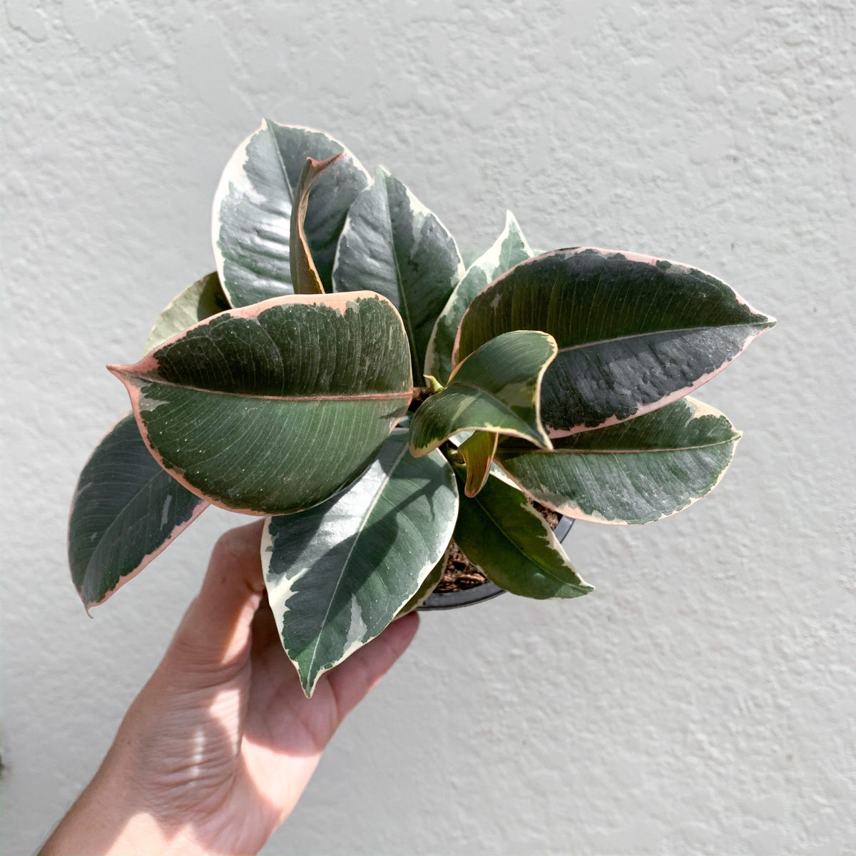 Ficus Tineke – pod&seed online