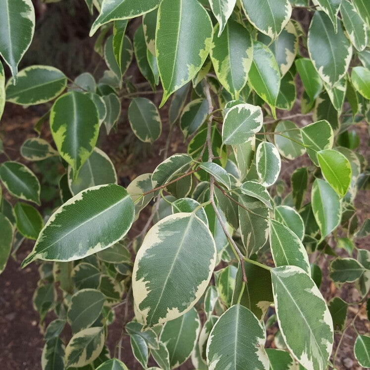Ficus Benjamina Exotica – pod&seed online