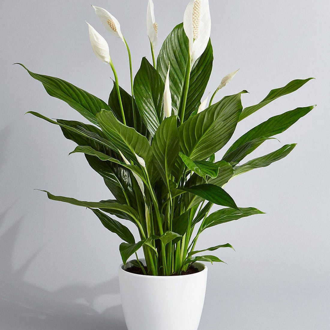 Spathiphyllum cochlearispathum | Peace Lilly – pod&seed online